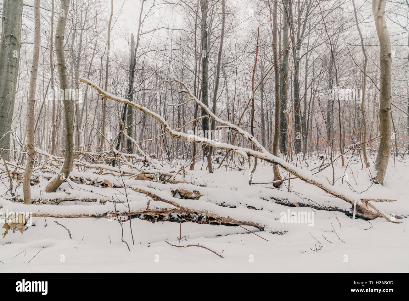 Scandinavian snowflakes hi-res stock photography and images - Alamy