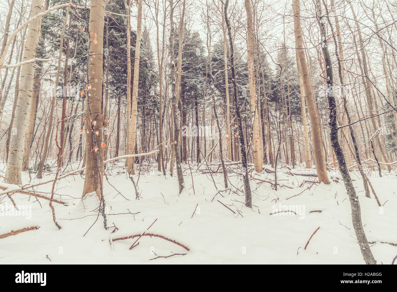 Denmark snow scenic hi-res stock photography and images - Alamy