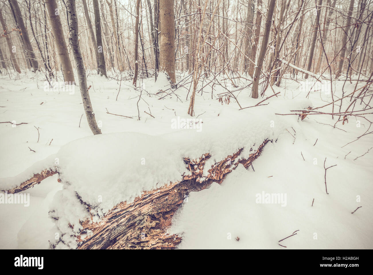 Winter in the woods in january with snow Stock Photo - Alamy
