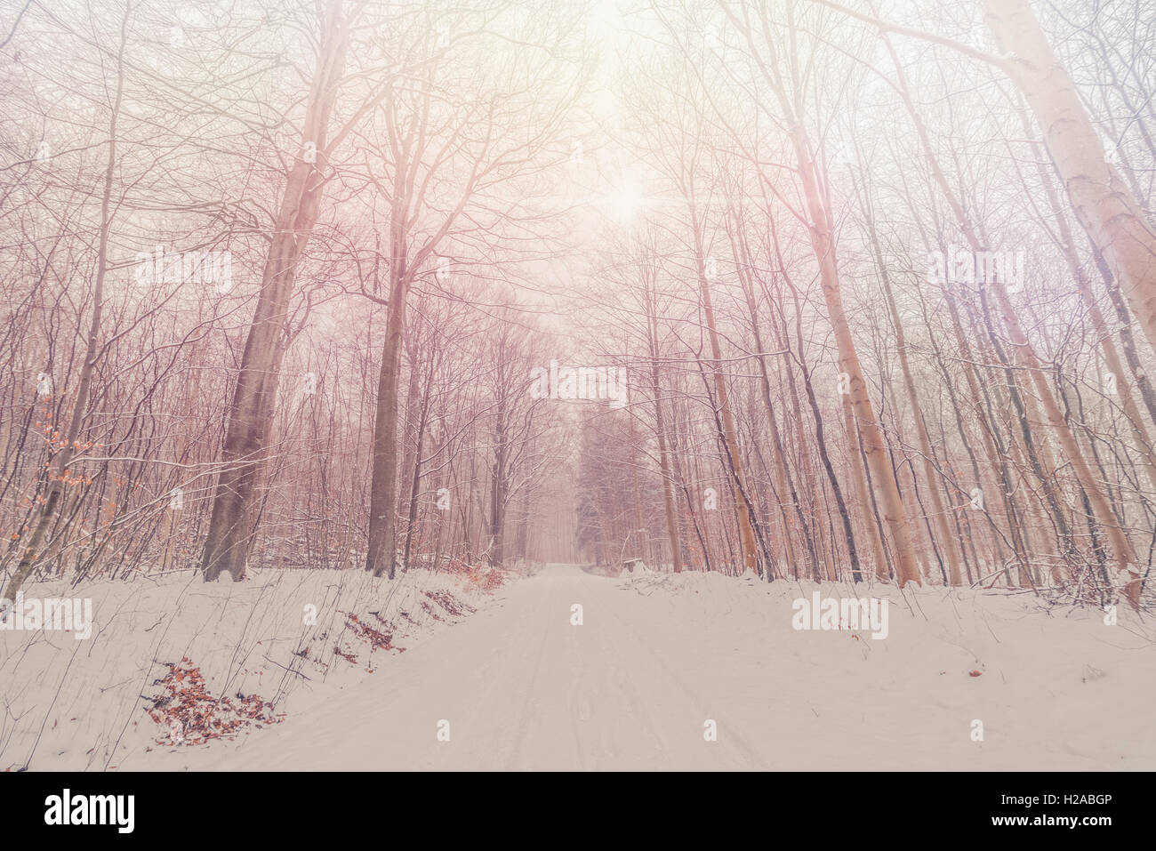 Tall trees in a snowy forest in the winter Stock Photo - Alamy