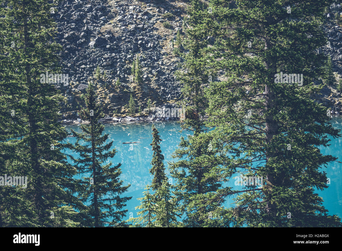 Pine trees by a mountain lake with turquoise water Stock Photo - Alamy