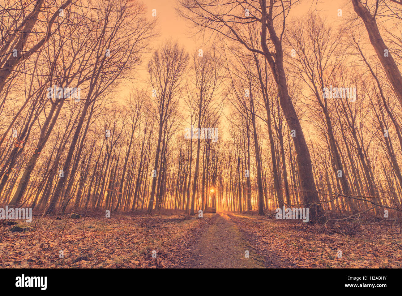 Tall tress and forest hi-res stock photography and images - Alamy