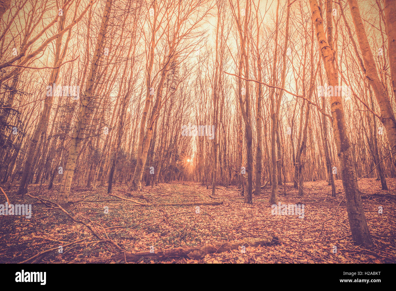 Sunrise in a danish forest at autumn Stock Photo - Alamy