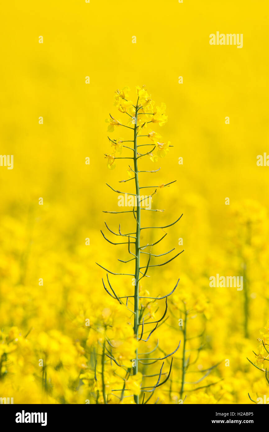 Rapeseed flower rising up on a yellow field Stock Photo - Alamy
