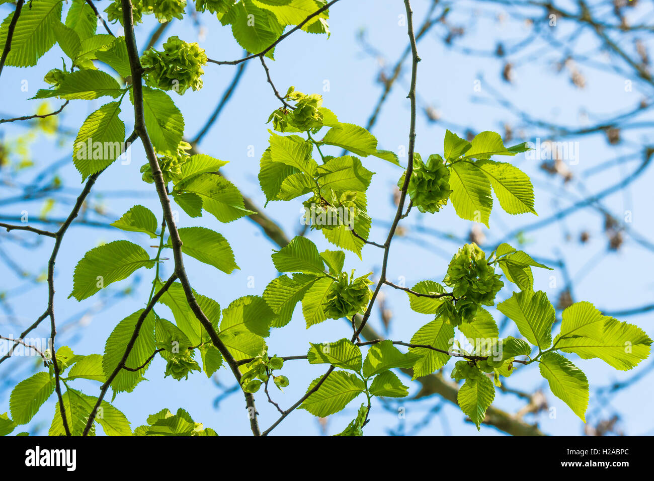 Elm tree leaves hi-res stock photography and images - Alamy