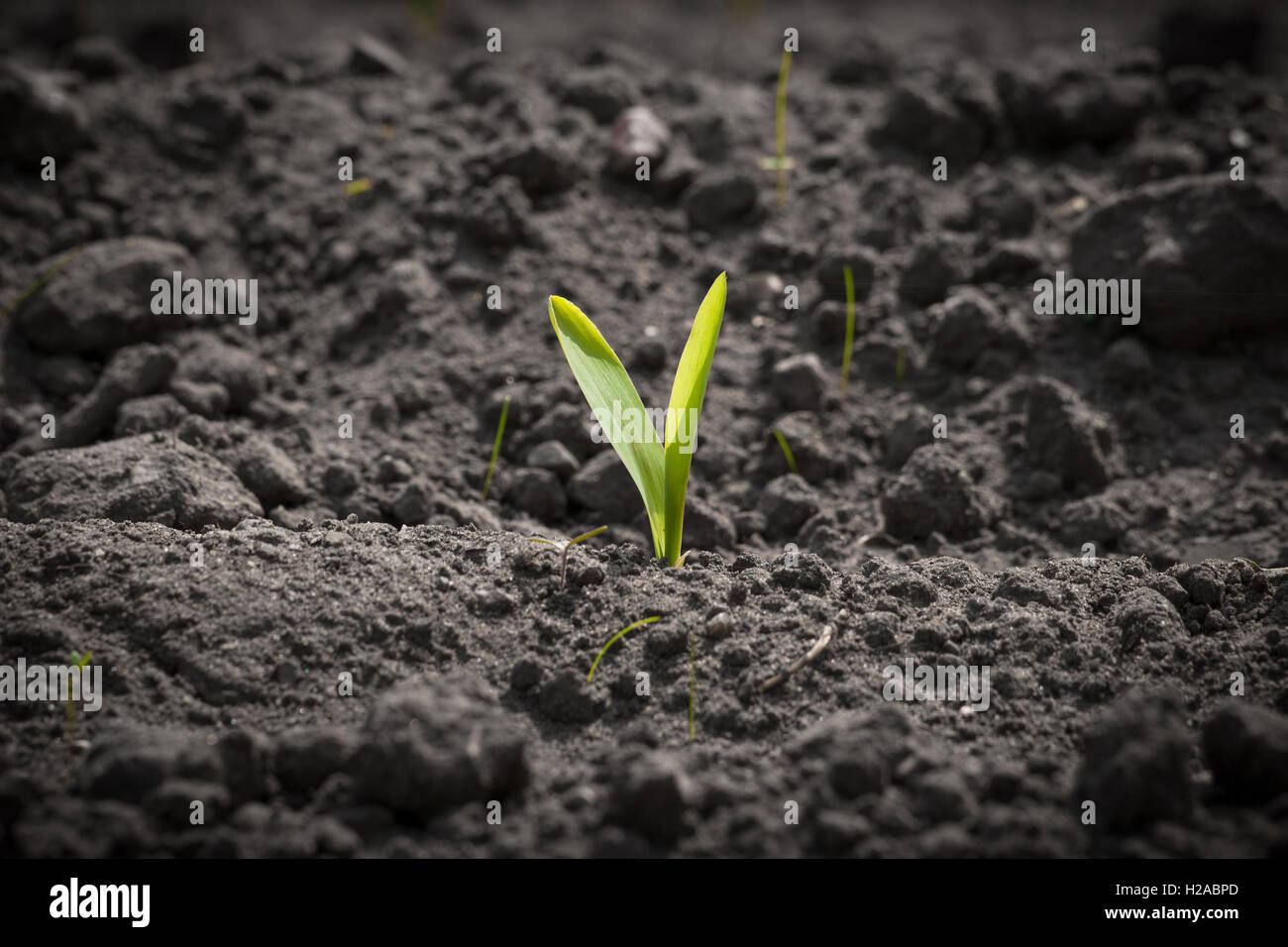 Single corn sprout growing on a field in the spring Stock Photo - Alamy