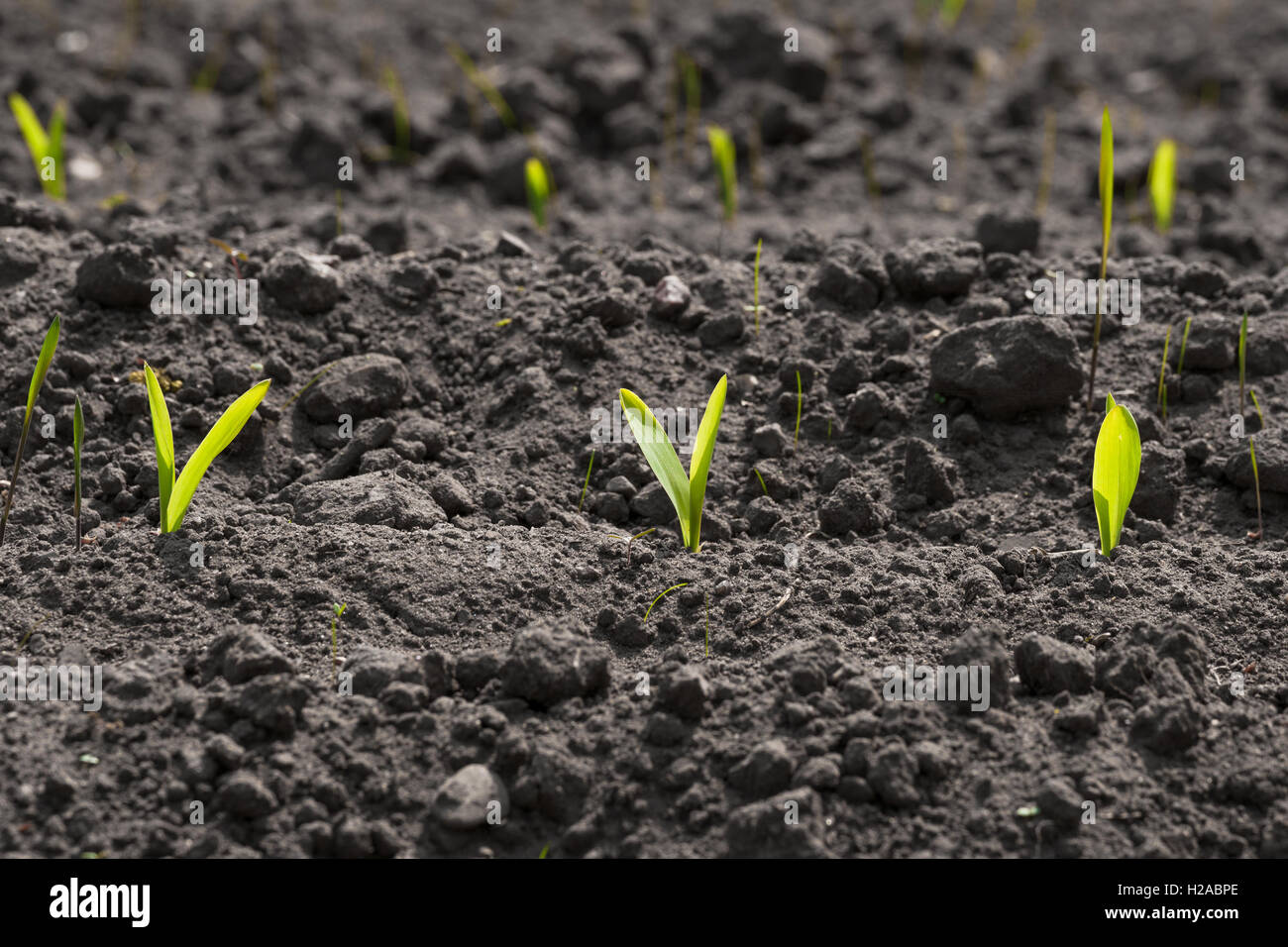 Corn sprouts on a row in the soil Stock Photo - Alamy