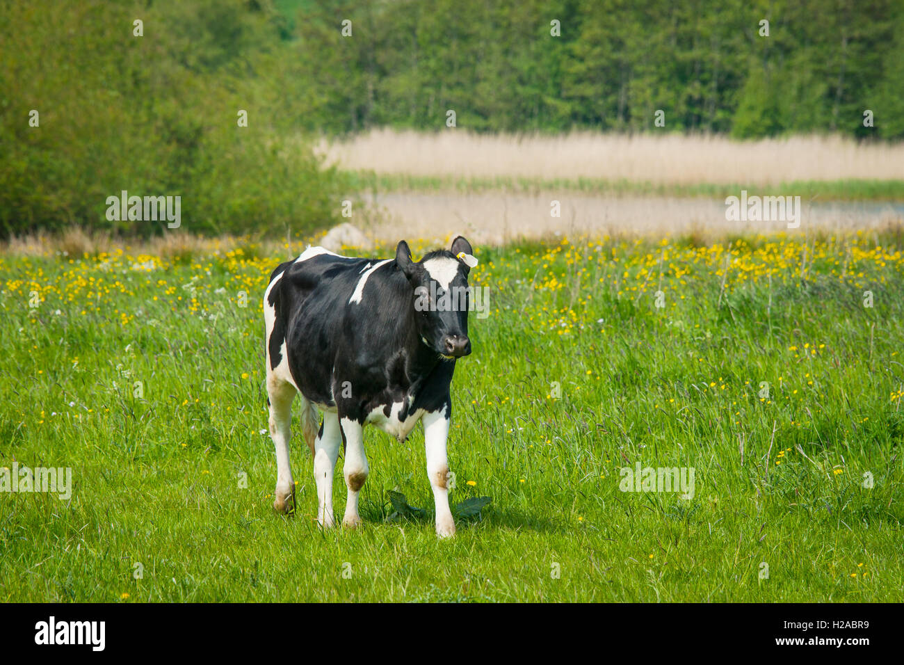 Holstein Friesian cow standing on a green field Stock Photo - Alamy