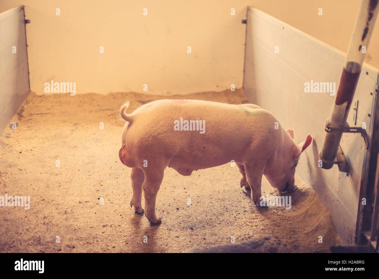 Pig eating grain in a bright stable Stock Photo - Alamy