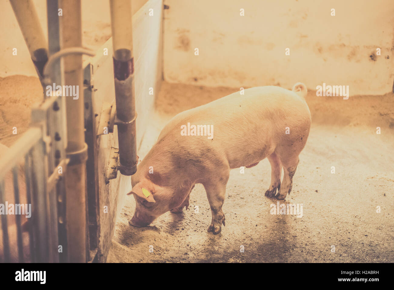Pig eating food in a bright stable at a farm Stock Photo - Alamy