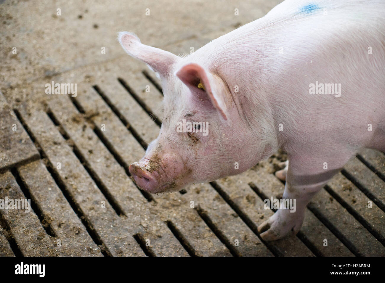 Pink pig in a dirty stable at a farm Stock Photo - Alamy