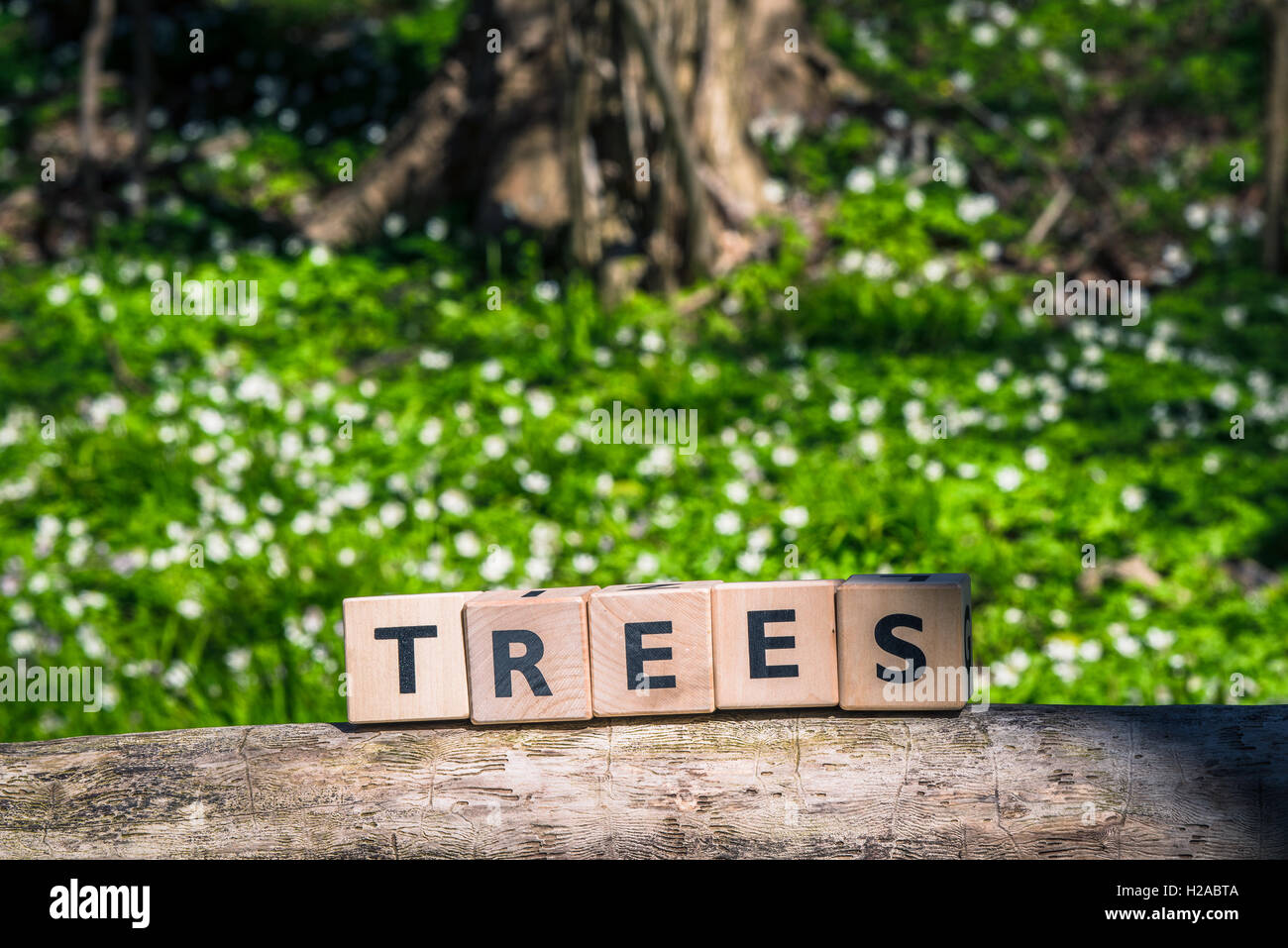 Tree sign in a green forest at springtime Stock Photo - Alamy