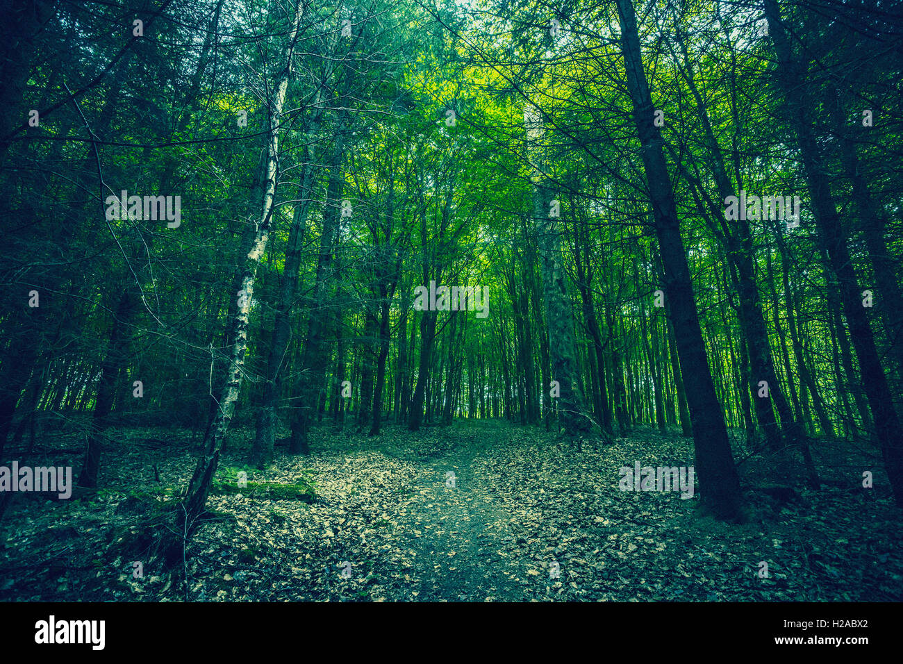 Dark forest with green trees in the spring Stock Photo - Alamy