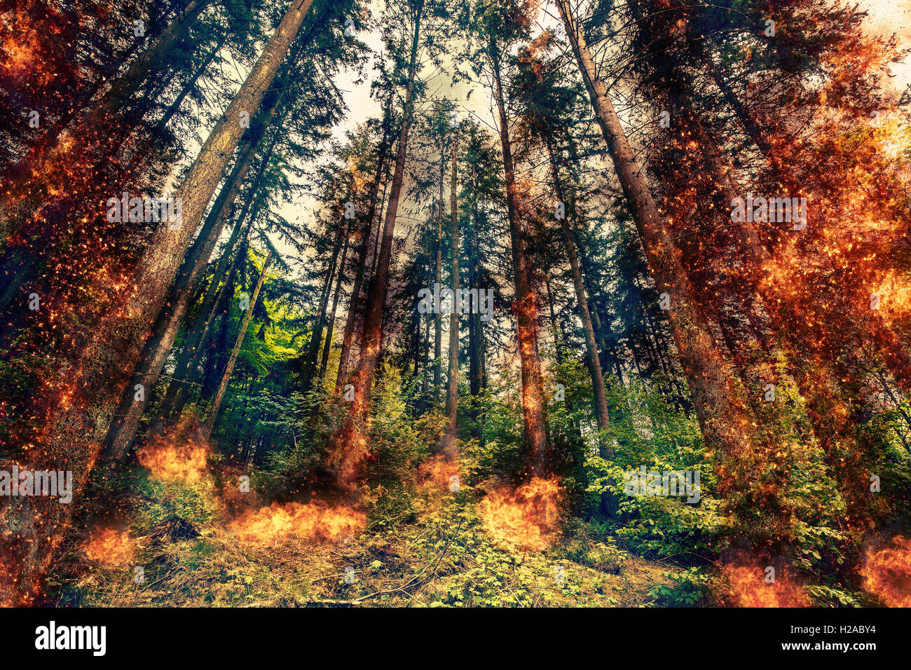 Fire inferno in a green forest at daytime Stock Photo - Alamy