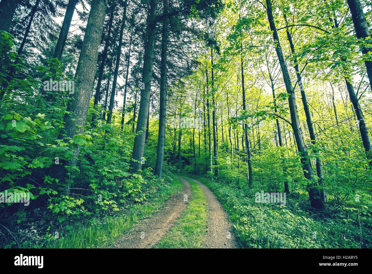 Green trees by a forest path in the spring Stock Photo - Alamy