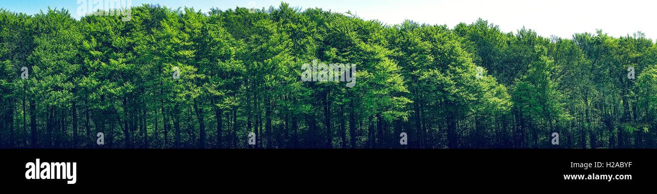 Green trees scenery in the spring in panorama Stock Photo - Alamy