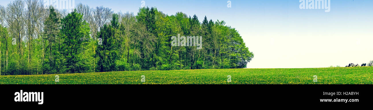 Dandelion field in the summer with green trees Stock Photo - Alamy