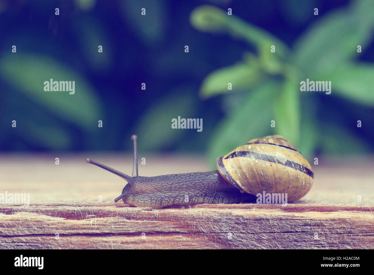 Slug and stem hi-res stock photography and images - Alamy