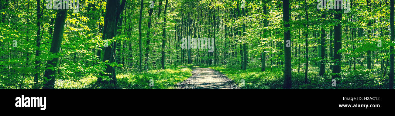 Forest trail in a green beech forest in panorama Stock Photo - Alamy