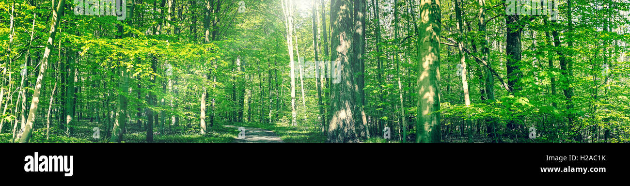Forest trail in a green panorama landscape in the summer Stock Photo ...