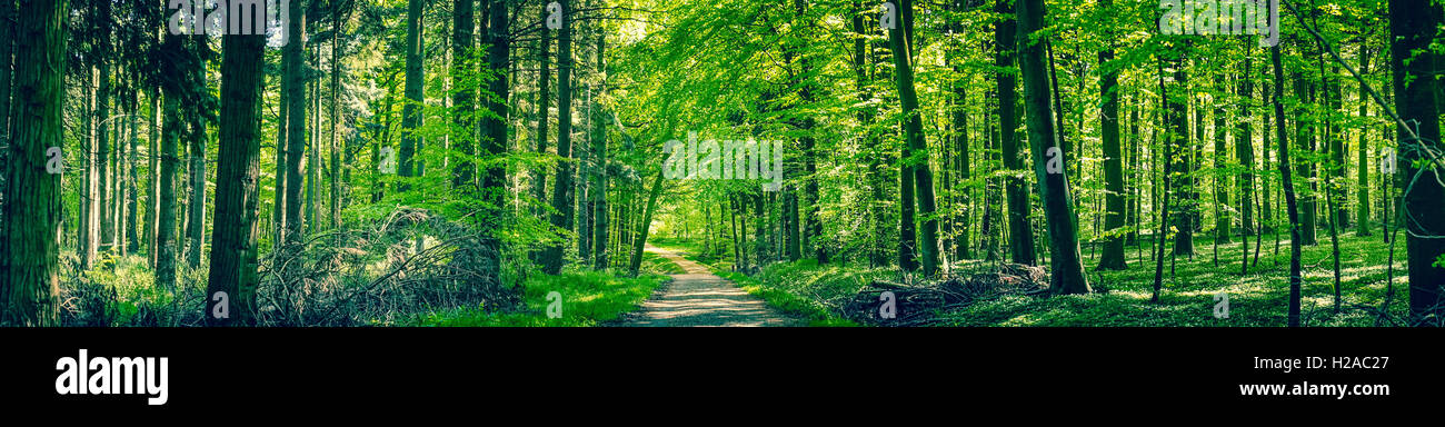 Green trees by a forest path in a spring panorama landscape Stock Photo ...