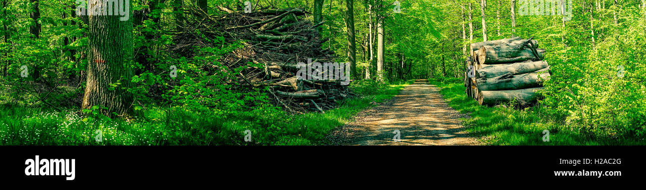 Lumber by a road in a green forest panorama landscape Stock Photo - Alamy