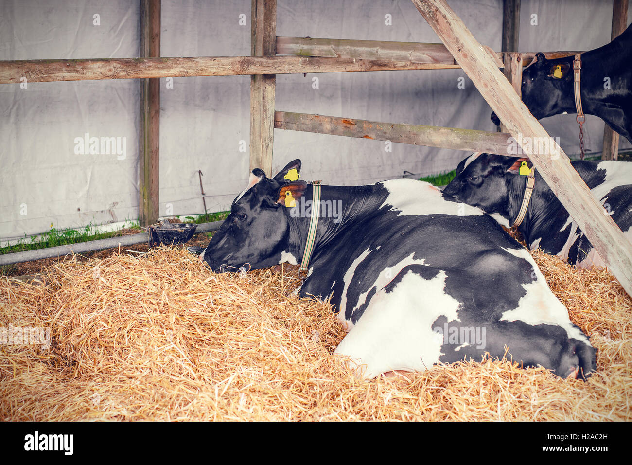Stable ventilation hi-res stock photography and images - Alamy