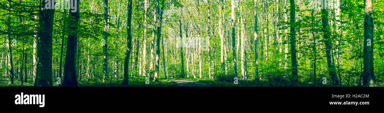 Danish forest with green trees in a springtime panorama landscape Stock ...