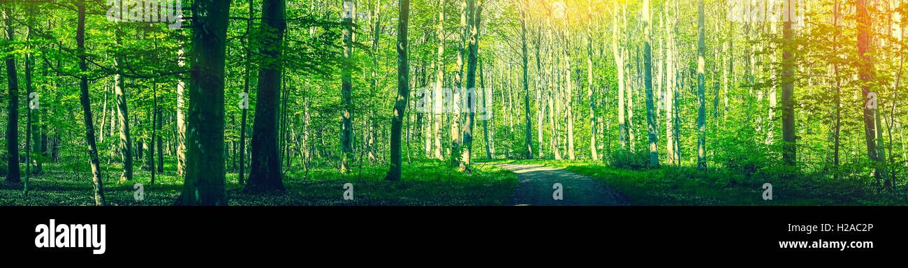 Idyllic forest landscape in panorama in the spring Stock Photo - Alamy
