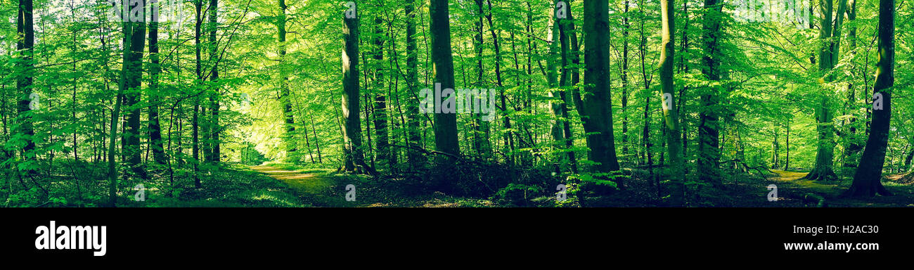 Forest scenery with green beech trees in panorama Stock Photo - Alamy