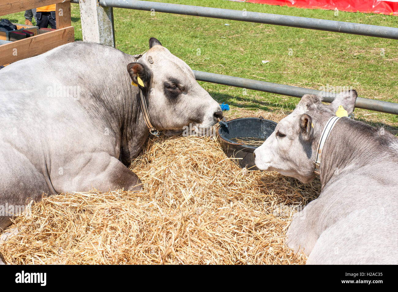 Catttle lying in hay behind a fence Stock Photo - Alamy