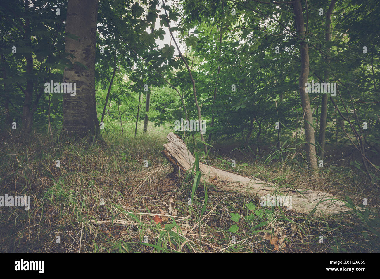 Lumb of wood in a forest with green trees Stock Photo - Alamy