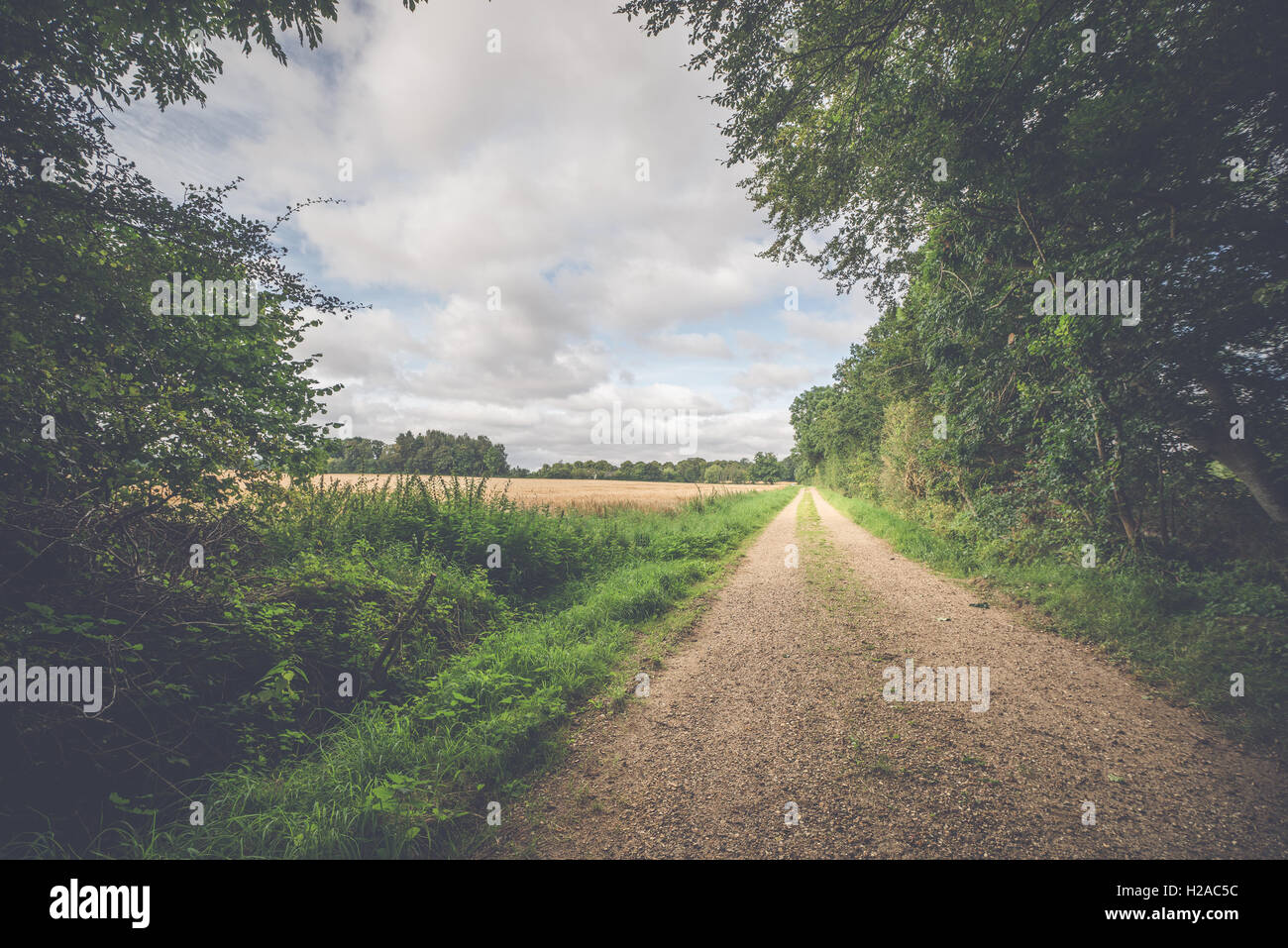 Countryside landscape with a dirt trail surrounded by trees and meadows ...