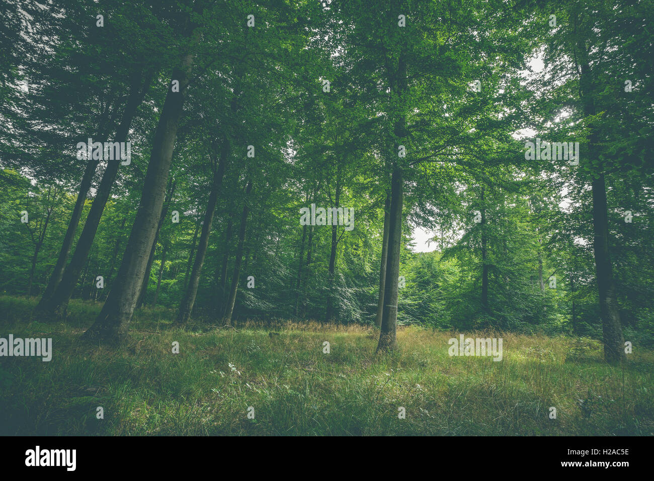 Clearing in a green forest with soft grass and tall trees Stock Photo ...