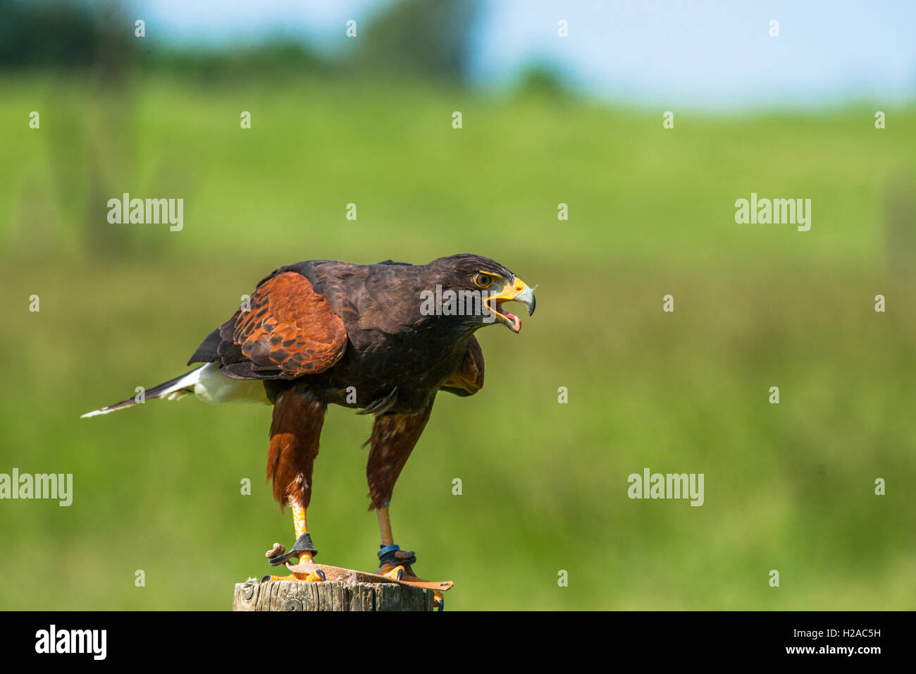 Male harris hawk hi-res stock photography and images - Alamy