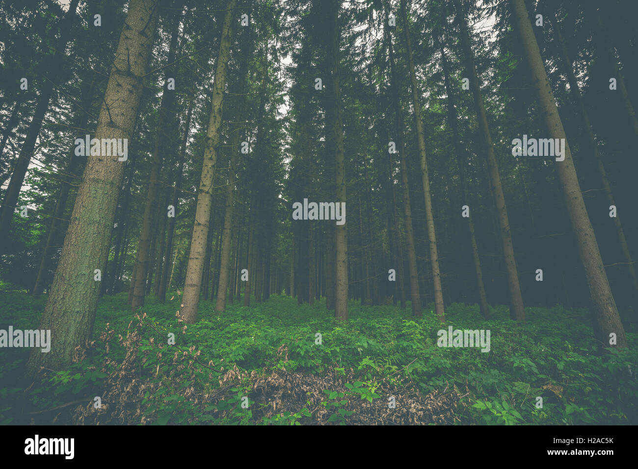 Dark pine tree forest with trees on a row Stock Photo - Alamy