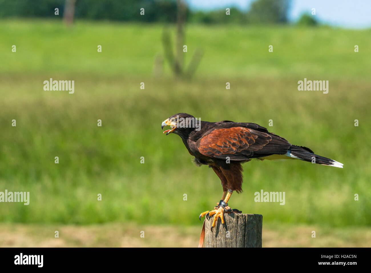 Harris hawk sitting on a wooden pole in a countryside landscape Stock ...