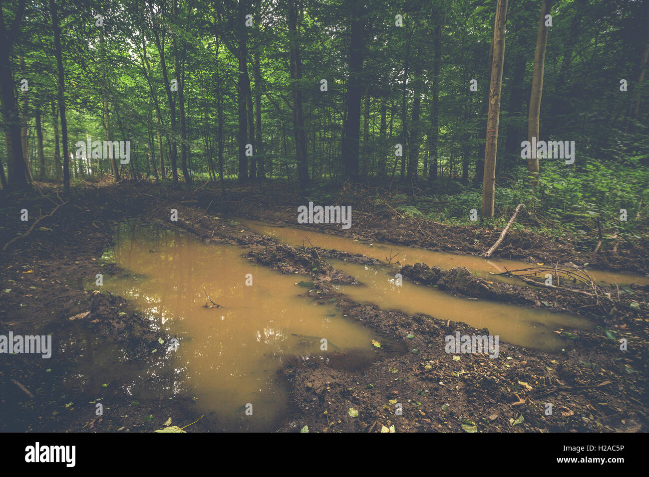 Beautiful rain forest in middle hi-res stock photography and images - Alamy