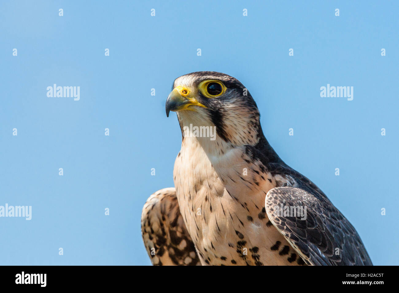 Kestrel falcon with yellow beak on blue background Stock Photo - Alamy