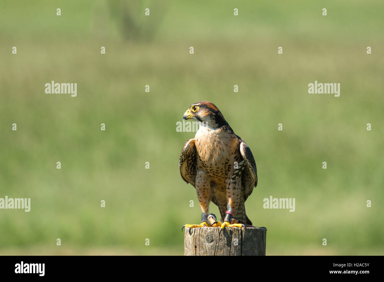Kestrel falcon sitting on a wooden pole in green nature Stock Photo - Alamy