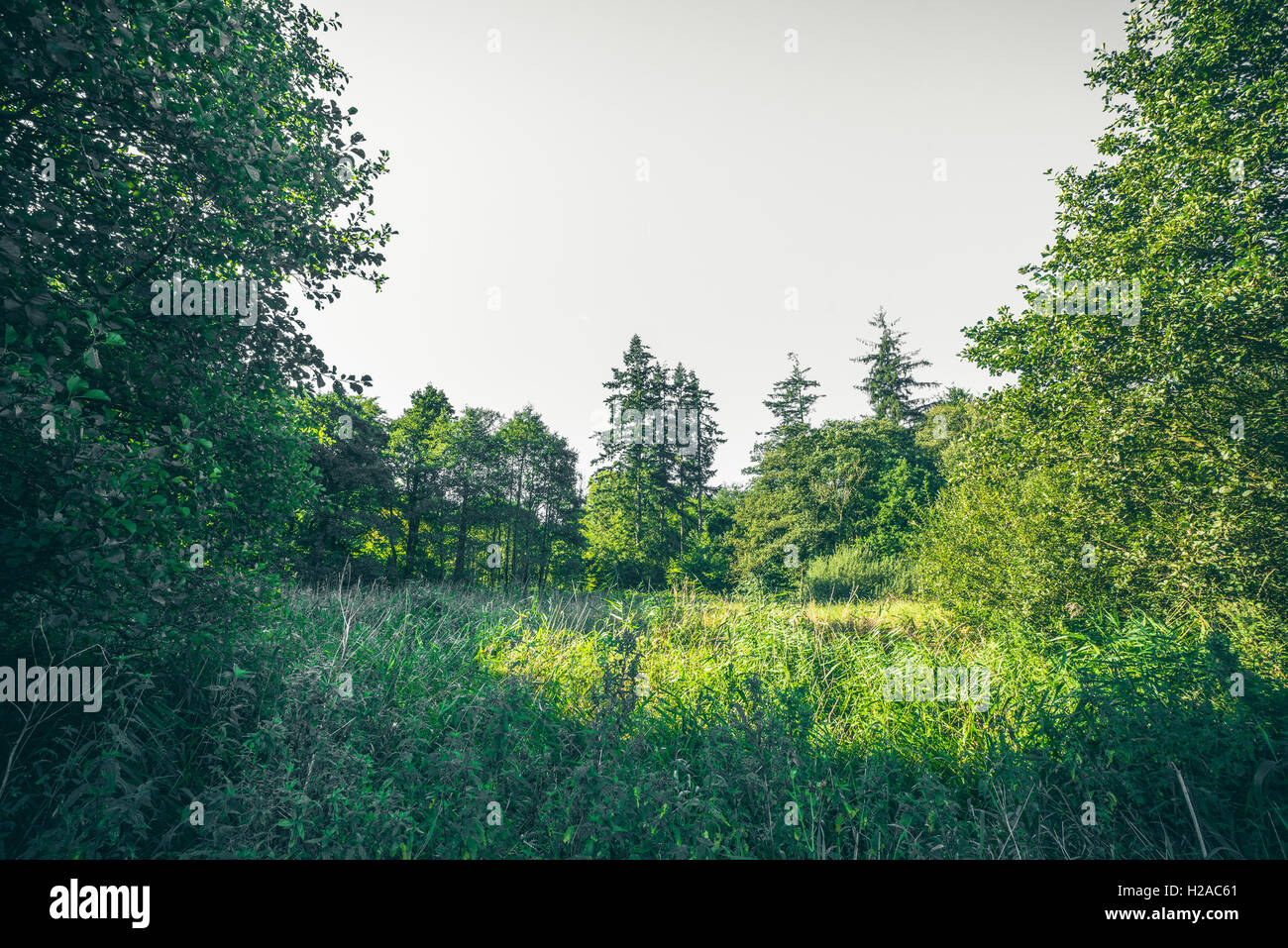 Green trees in the spring in a forest clearing Stock Photo - Alamy