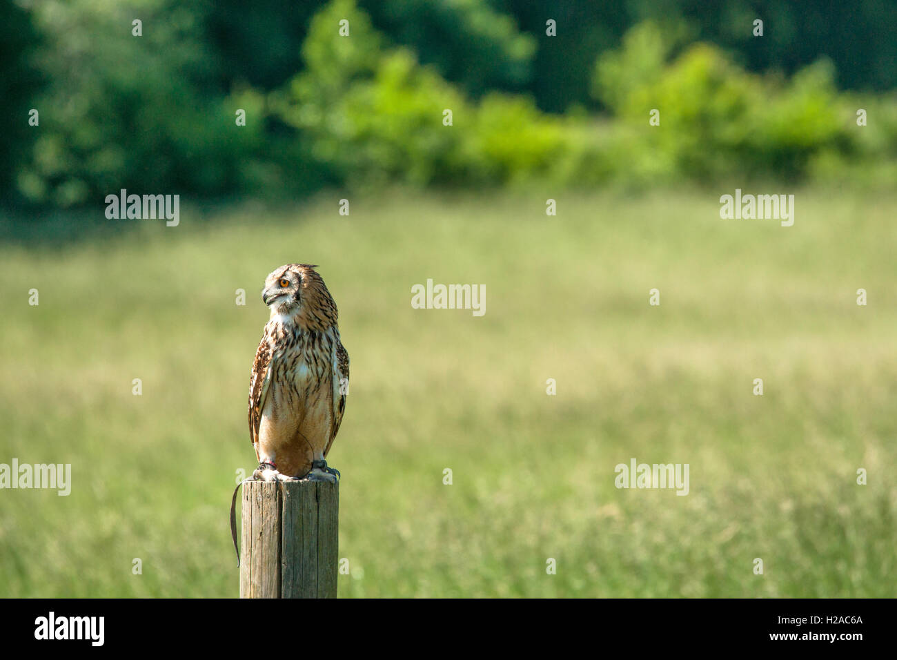 Horned owl looking to the left in green nature Stock Photo - Alamy