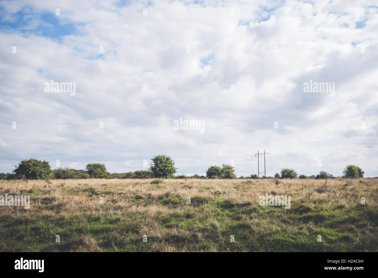 Prairie scenery with bush and trees in the tall grass Stock Photo - Alamy