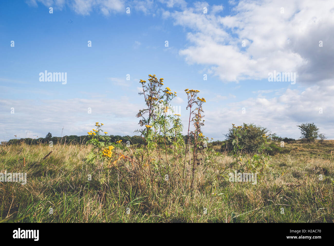 Yellow wildflowers on a prairie in the summer Stock Photo - Alamy