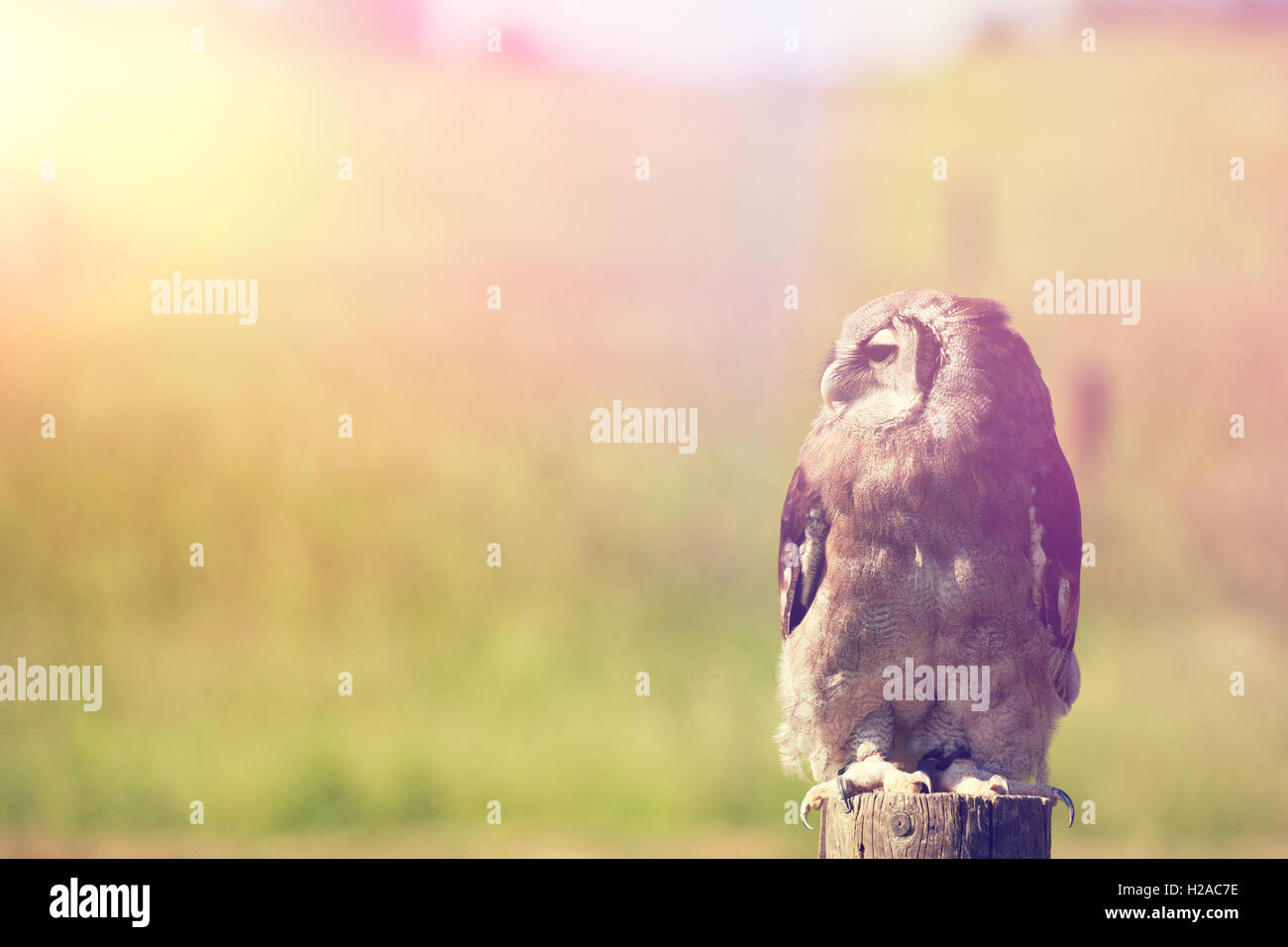 Own on a wooden log early in the morning Stock Photo - Alamy
