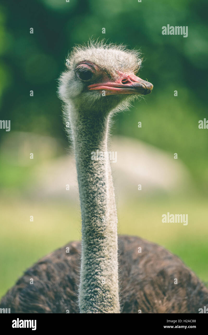 Ostrich with a long neck in a green park Stock Photo - Alamy