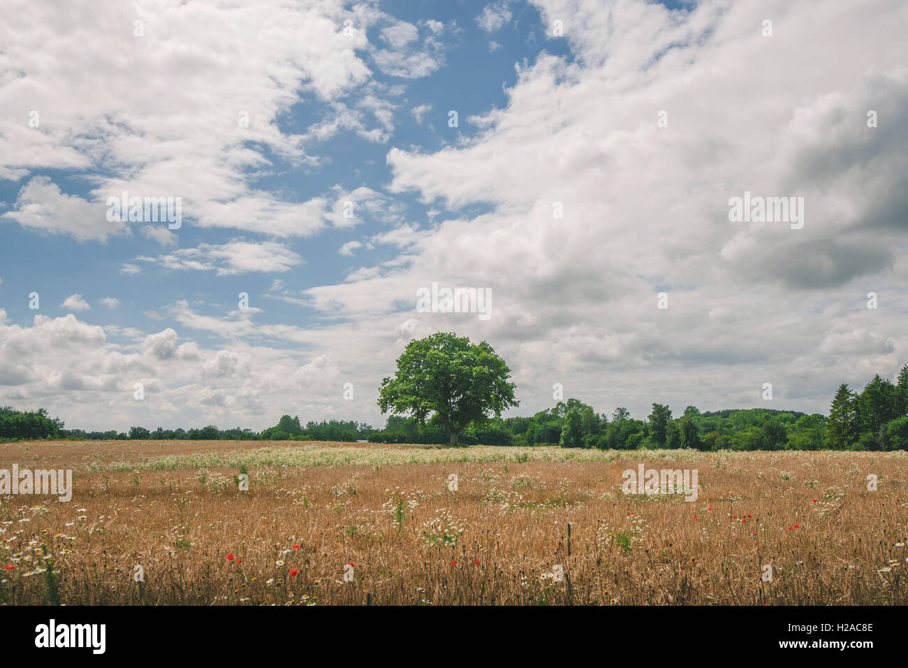 Green tree on a meadow in the summer Stock Photo - Alamy