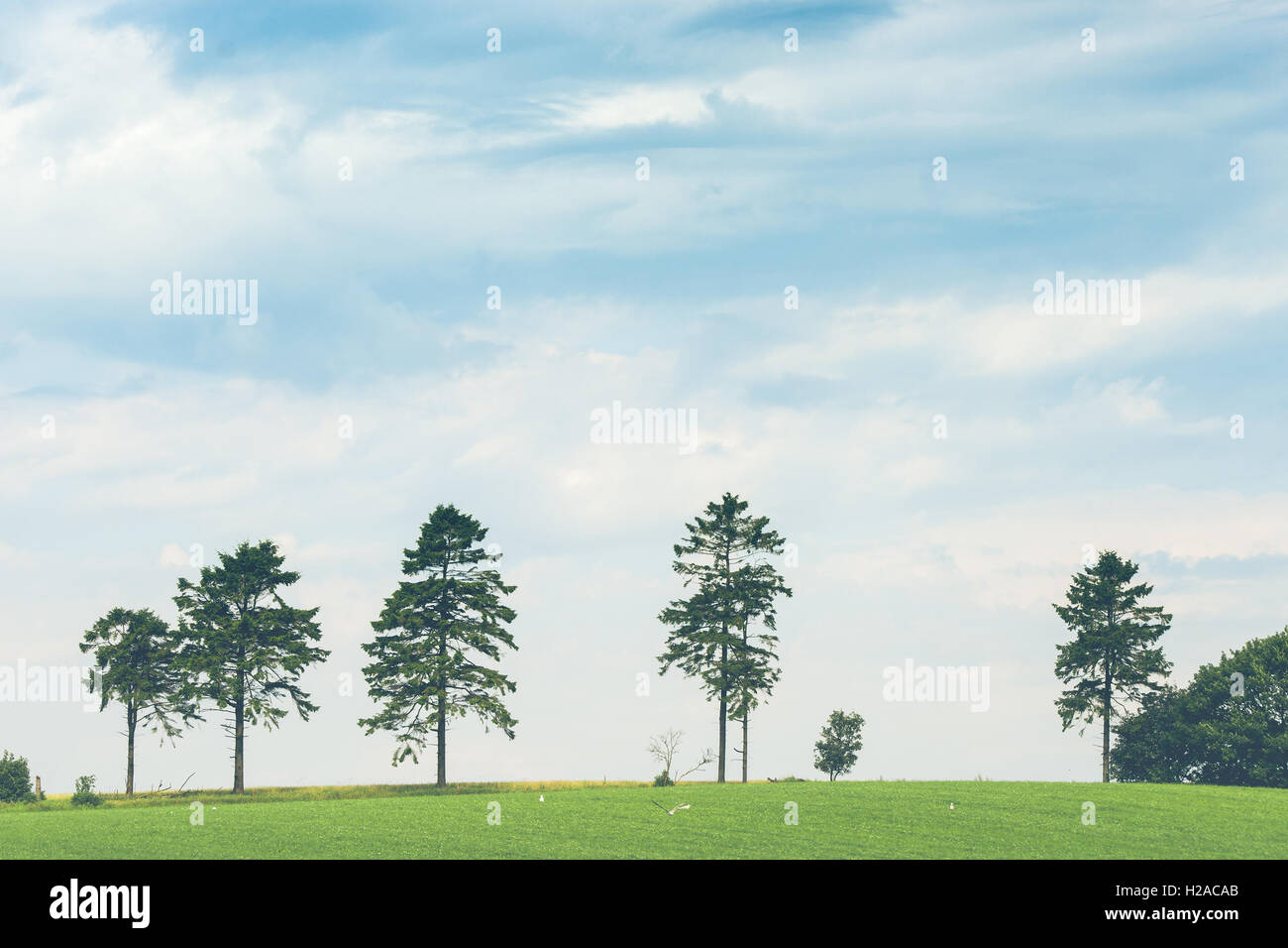 Pine trees on a row on a green field in blue skye Stock Photo - Alamy