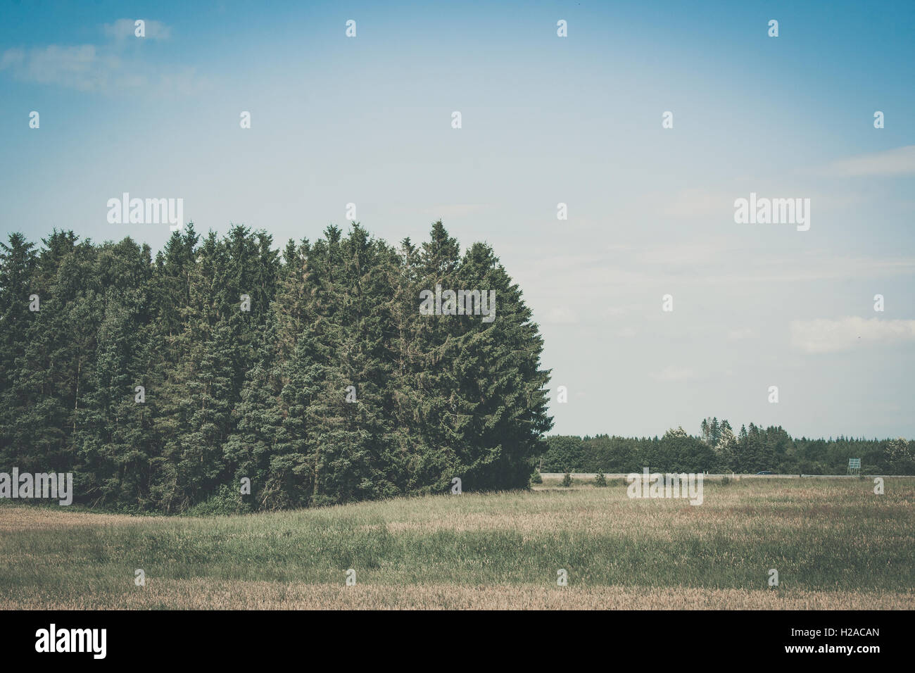 Rural landscape with a pine tree forest on a meadow Stock Photo - Alamy