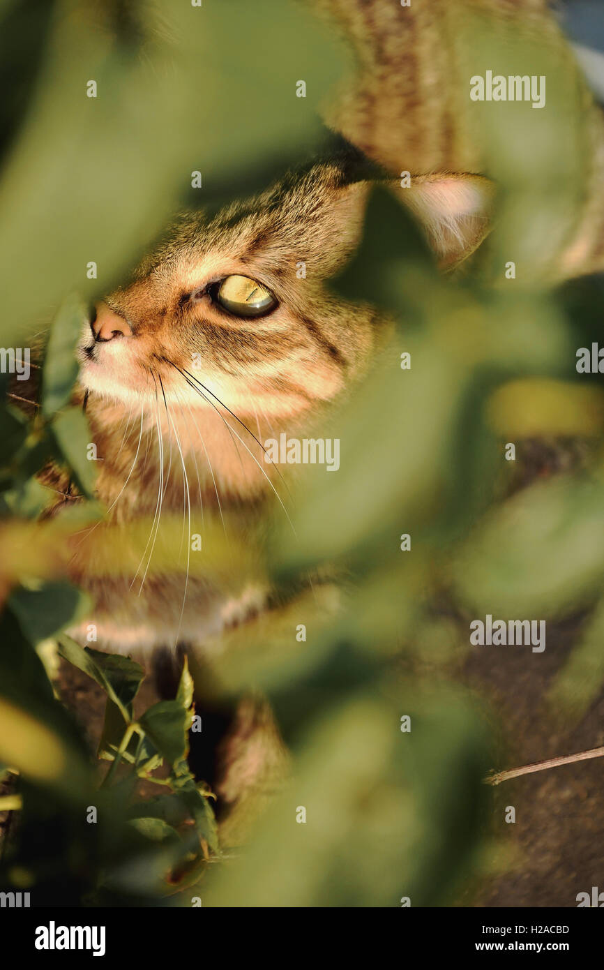 A cat hides in the garden Stock Photo - Alamy
